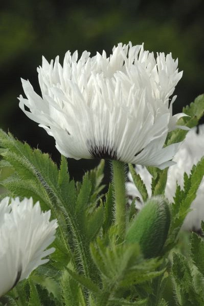 Perennial varieties | Future Plants